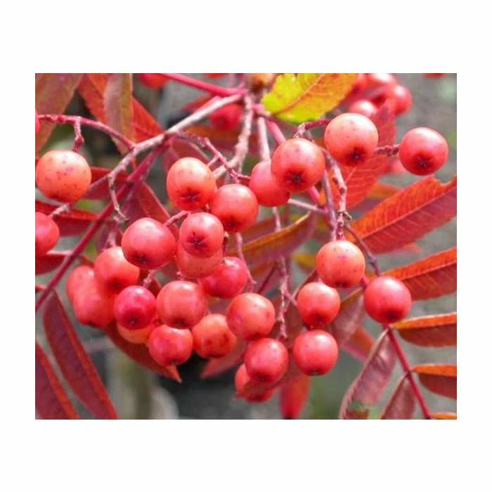 Sorbus 'Eastern Promise' | Rowan Tree | Bare Root Sales Shop
